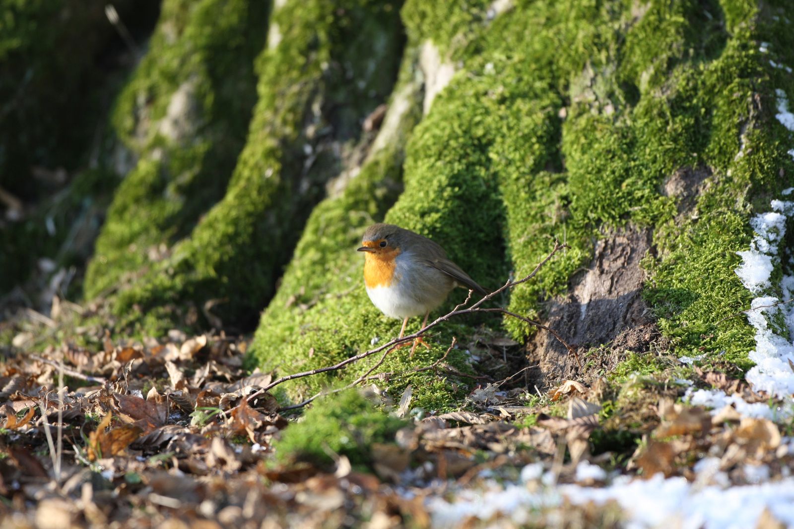 Ferme de la Réderie janvier 2009 (rouge-gorge, grive mauvis, troglodyte ...