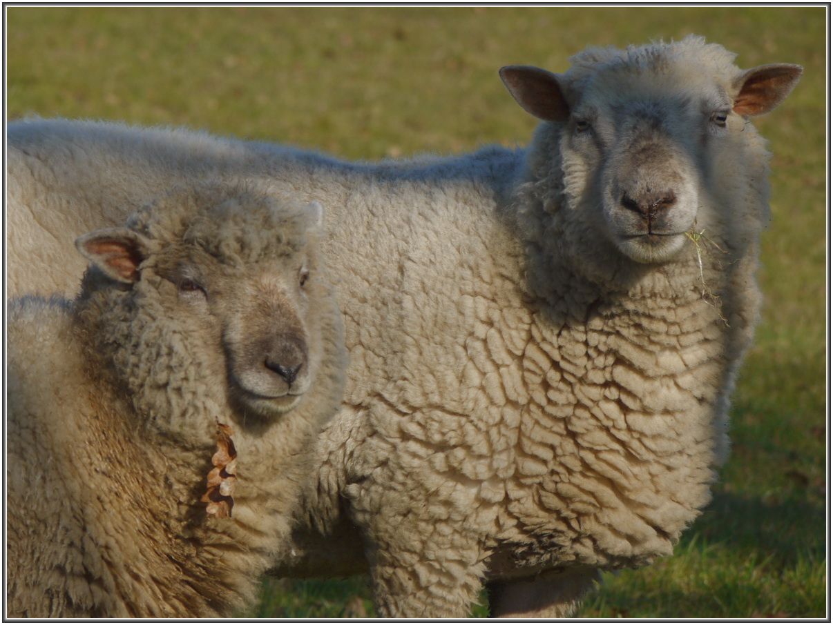 Mouton - JungleKey.fr Image #50