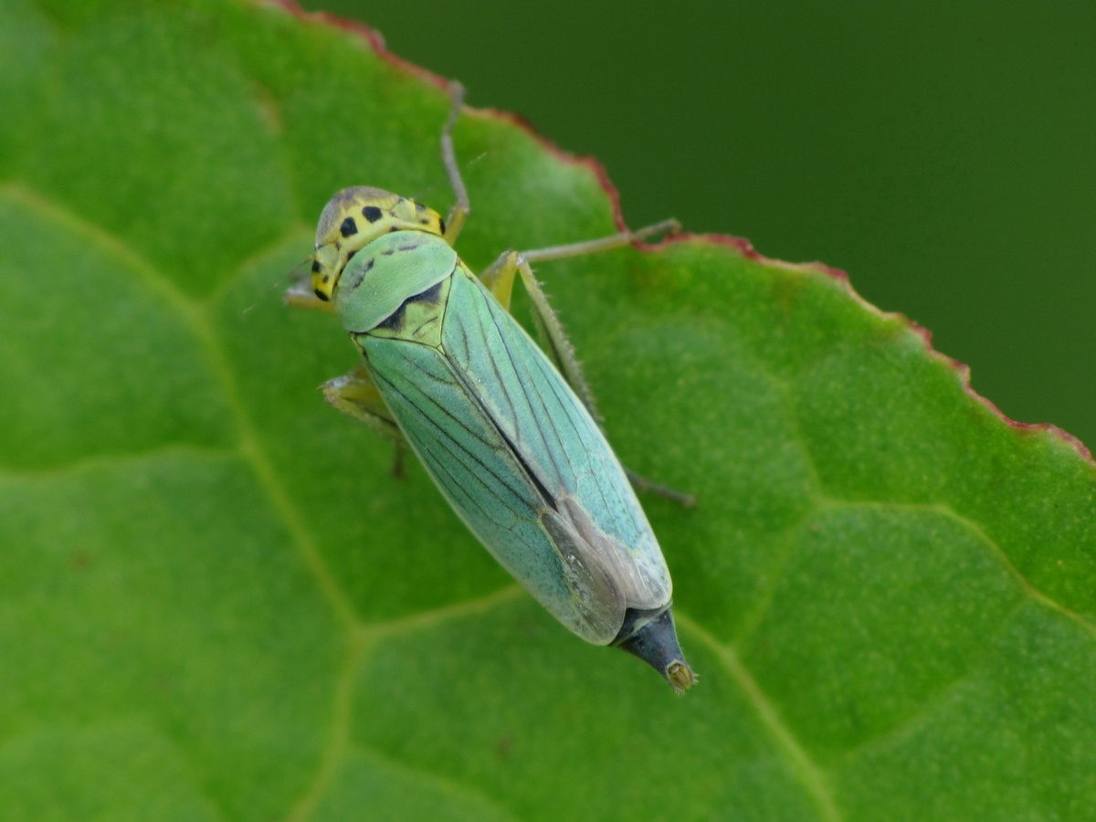cicadelle - définition - C'est quoi