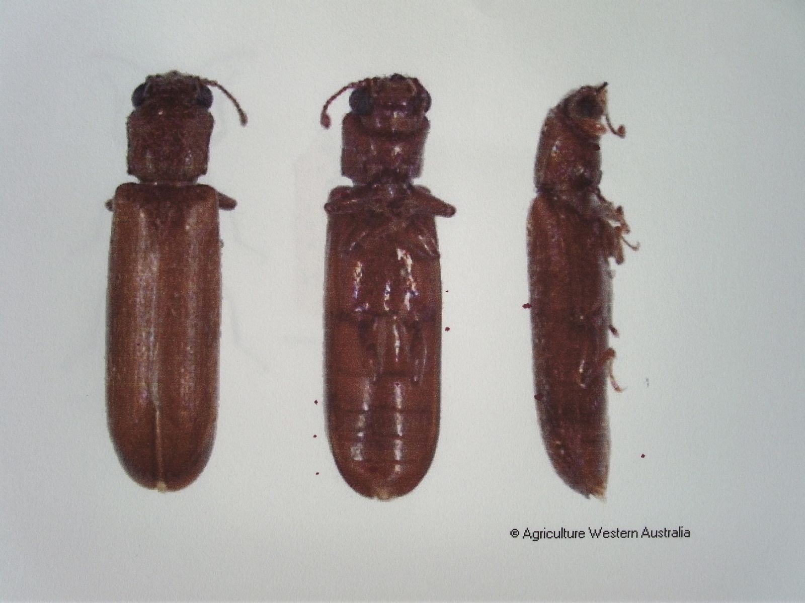 insectes xylophages : le lycte brun ( ou lyctus brunneus) - Le blog de ...