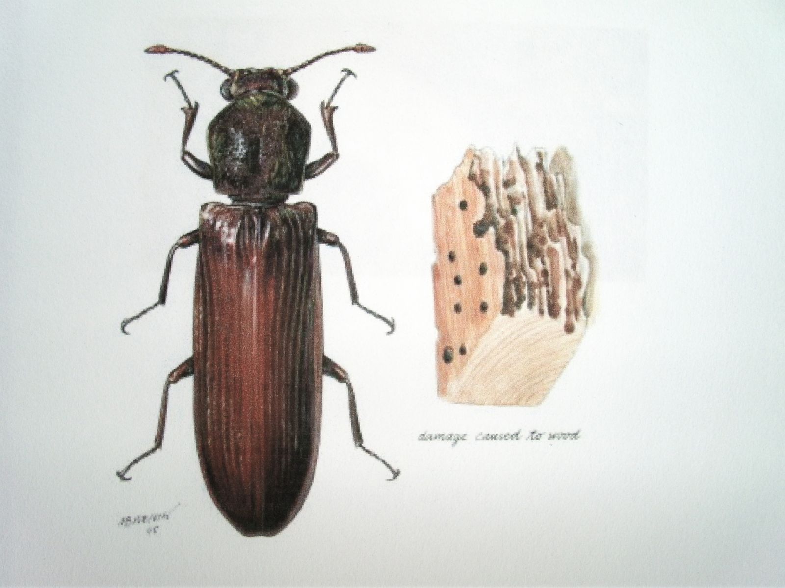 insectes xylophages : le lycte brun ( ou lyctus brunneus) - Le blog de ...