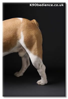 La protection des animaux de compagnie : la caudectomie - Mareult