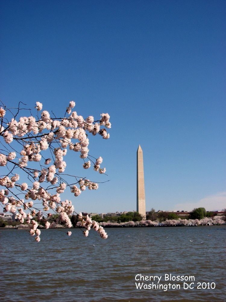 Précoces cette année, les milliers de cerisiers en fleurs de Washington ...