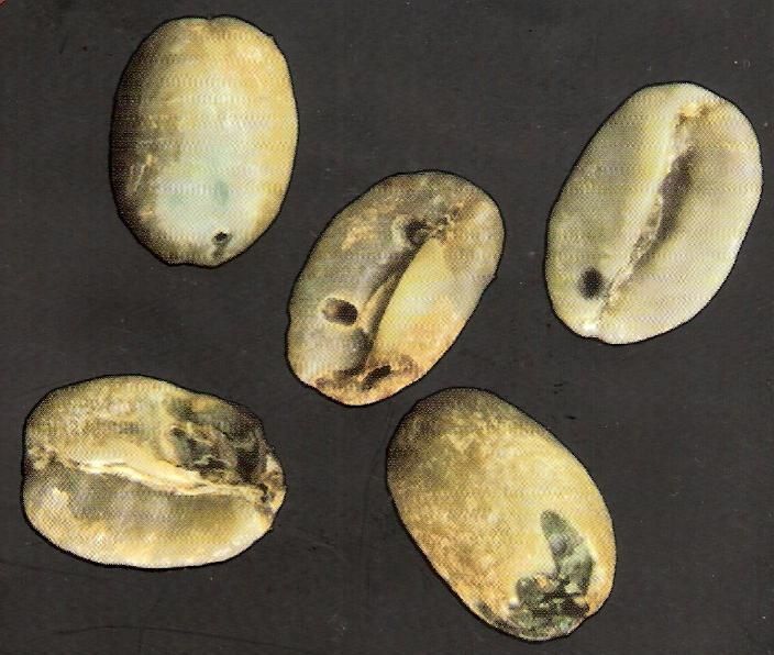 DEFECTOS DEL CAFE - El Punto del Cafe