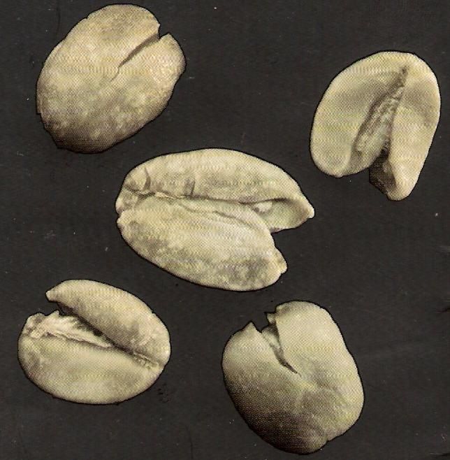 DEFECTOS DEL CAFE - El Punto del Cafe