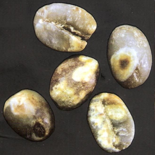 DEFECTOS DEL CAFE - El Punto del Cafe