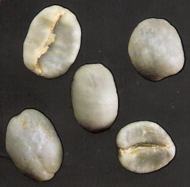 DEFECTOS DEL CAFE - El Punto del Cafe