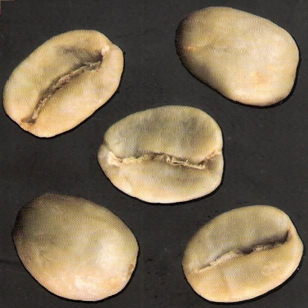 DEFECTOS DEL CAFE - El Punto del Cafe