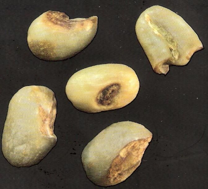 DEFECTOS DEL CAFE - El Punto del Cafe