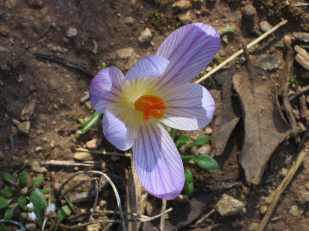 Colchiques et Crocus - Fleurs de Provence et de Montagne d'Agnès