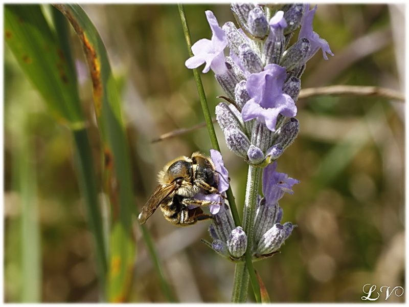 Insectes butineurs!!! - Le blog de Léa487