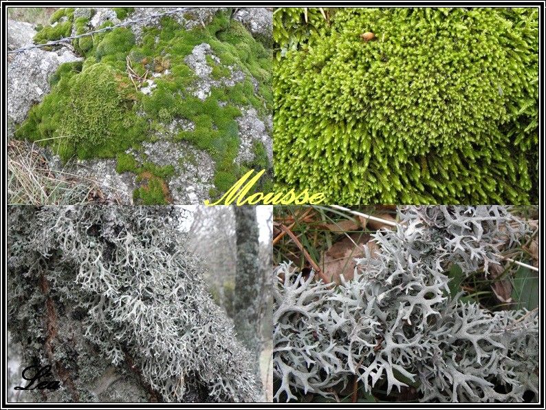 Mousse ou lichen - Le blog de Léa487