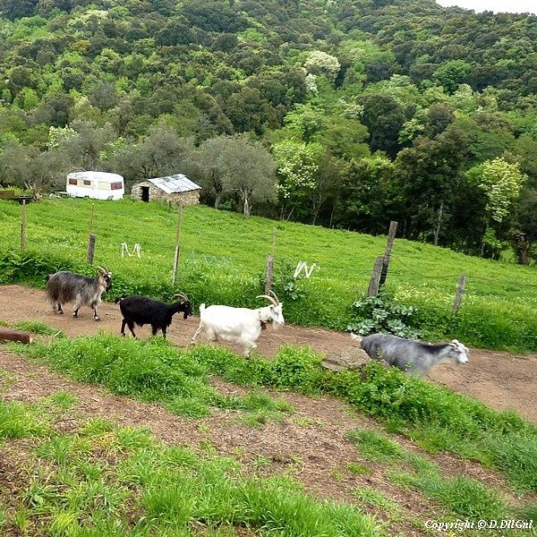 cù i capri è i capretti - Masgera-corsa3