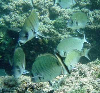 Le sar commun - Chasse Sous Marine en Bretagne