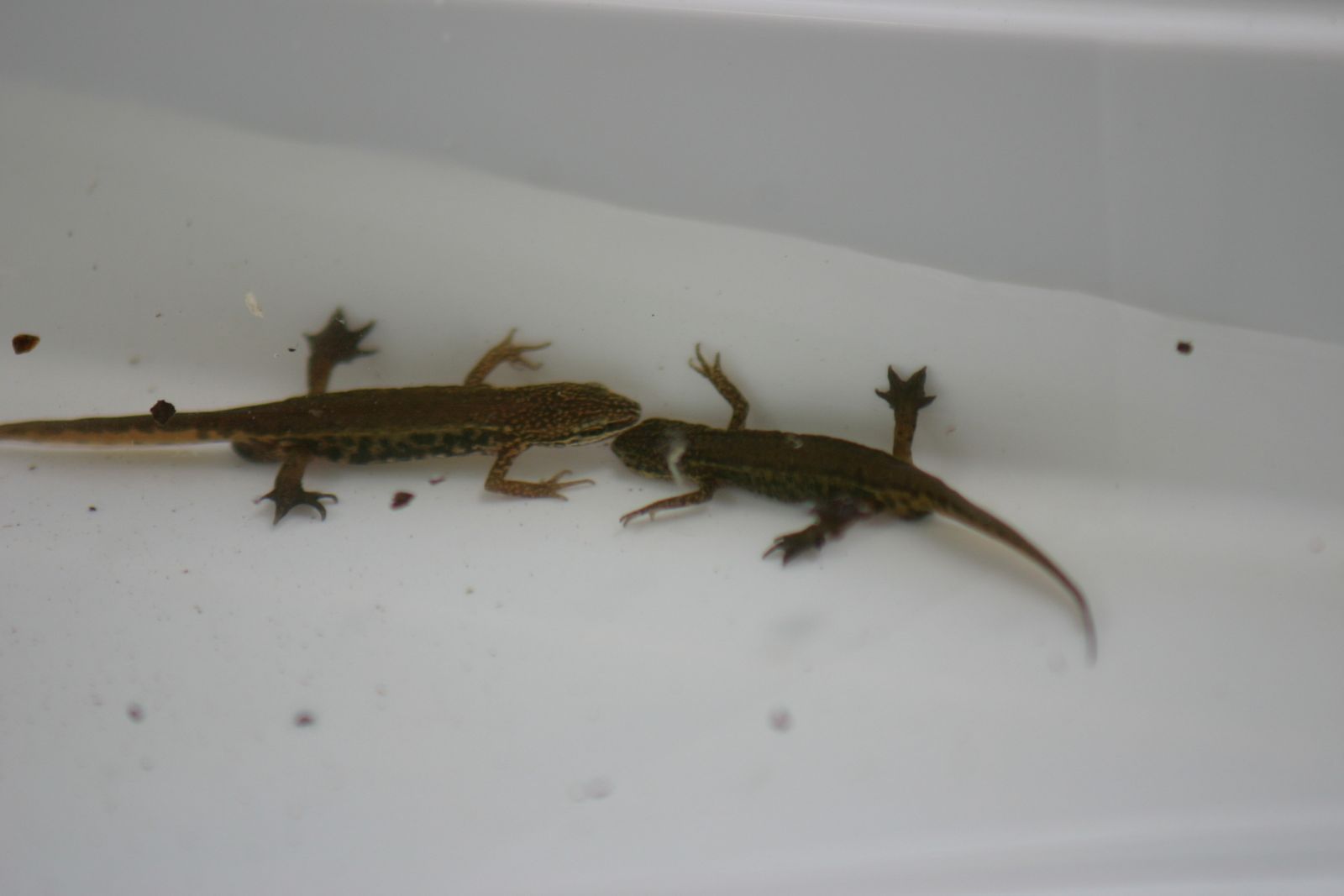 ETUDE EN MILIEU AQUATIQUE EAU DOUCE - EMAED L'eau, La rivière, le plan ...