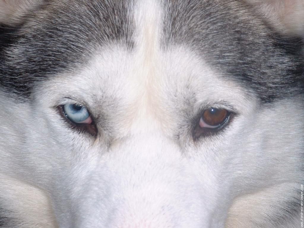 Ouvrez bien vos oreilles ! (5ème épisode) - Le blog de Cléo des Landes ...