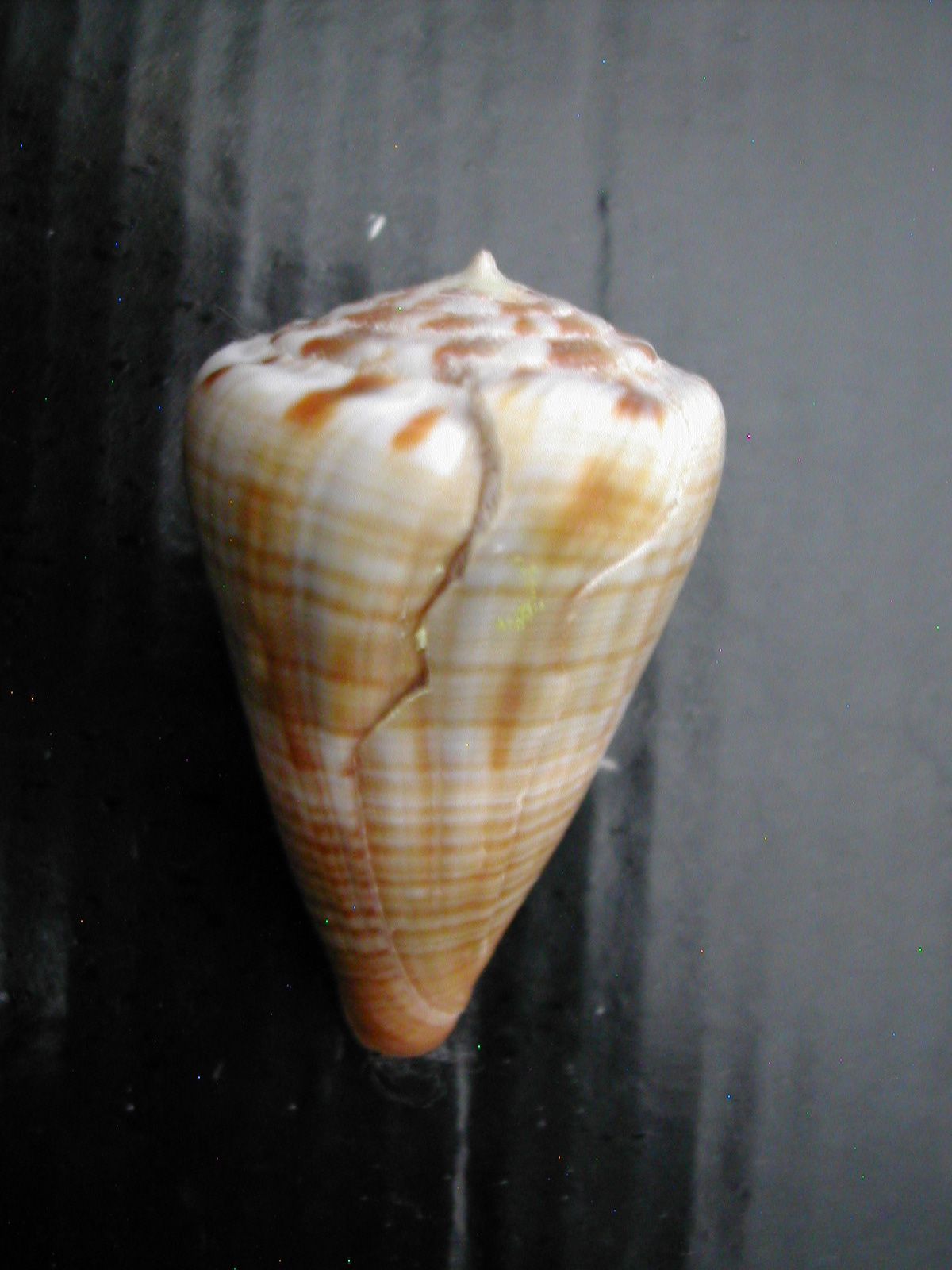 Conidae 2 - Le blog de Mr coquillages