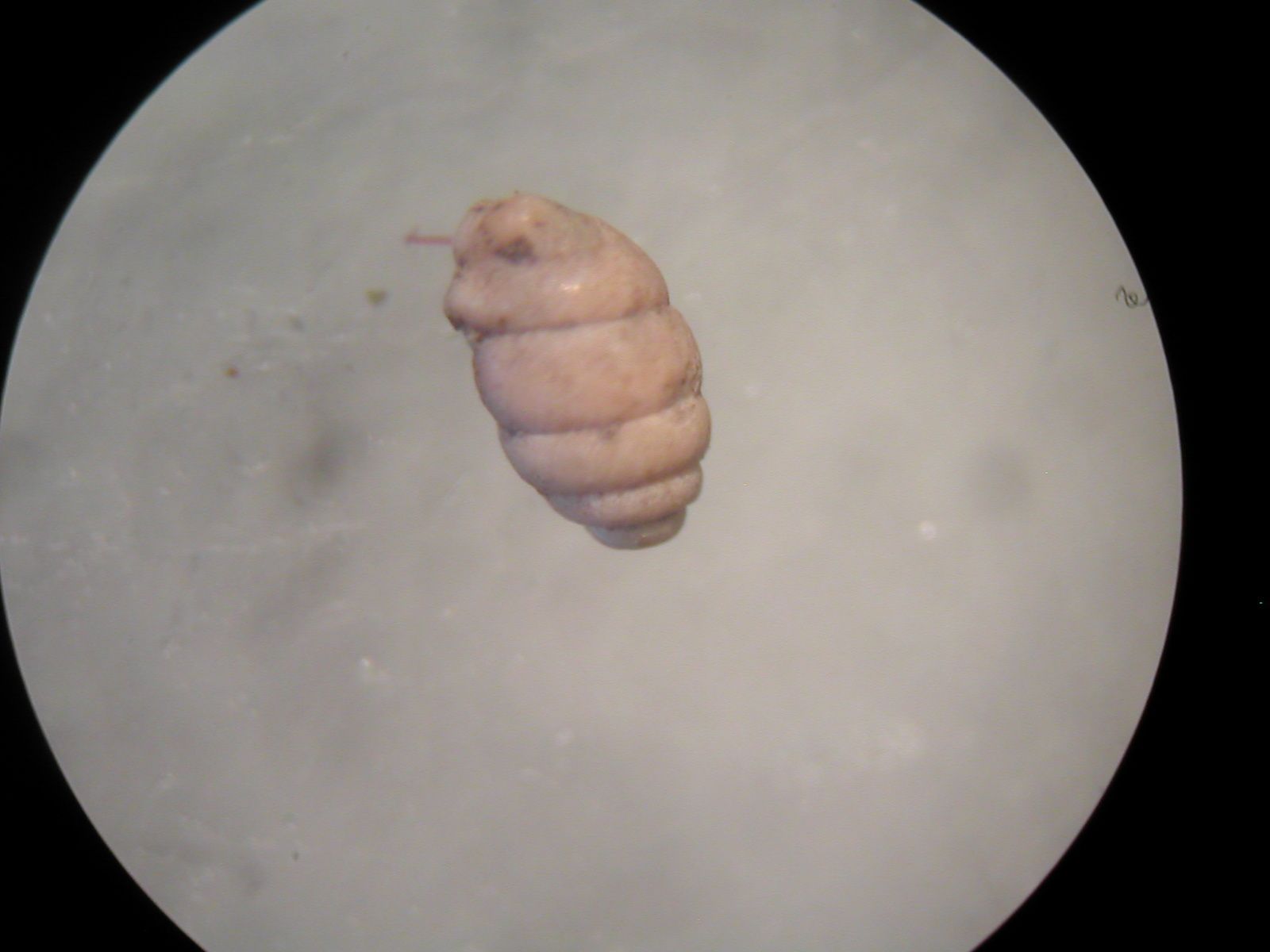 Vertiginidae - Le blog de Mr coquillages