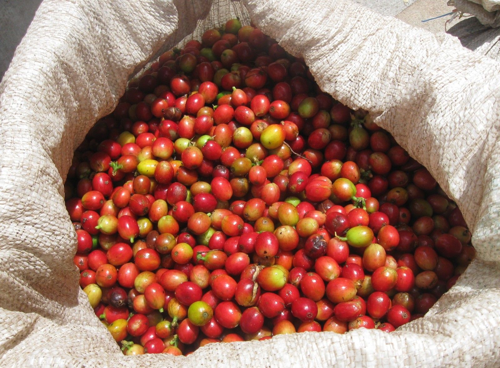 Visite d'une finca de café - Une année au Nicaragua