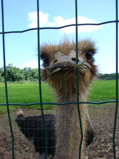 la ferme Ti'bou - Le blog de les Cagnottais en Guadeloupe