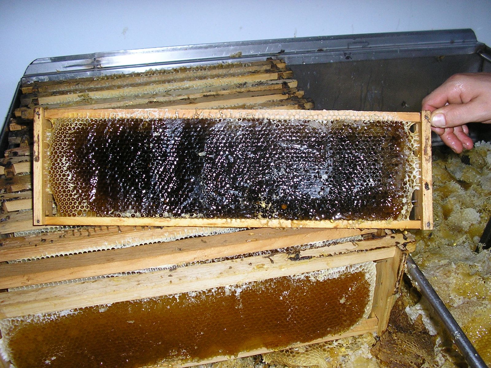 Productos Duxi - Gennetika apicultura inteligente