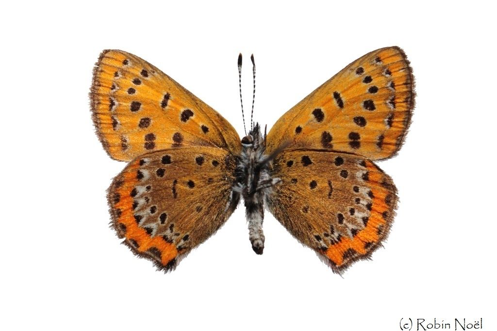 Lycaena helle - Entomophilia
