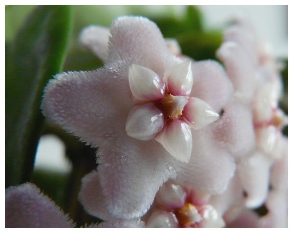 Hoya compacta en fleurs - Le blog de Porcelain Flowers