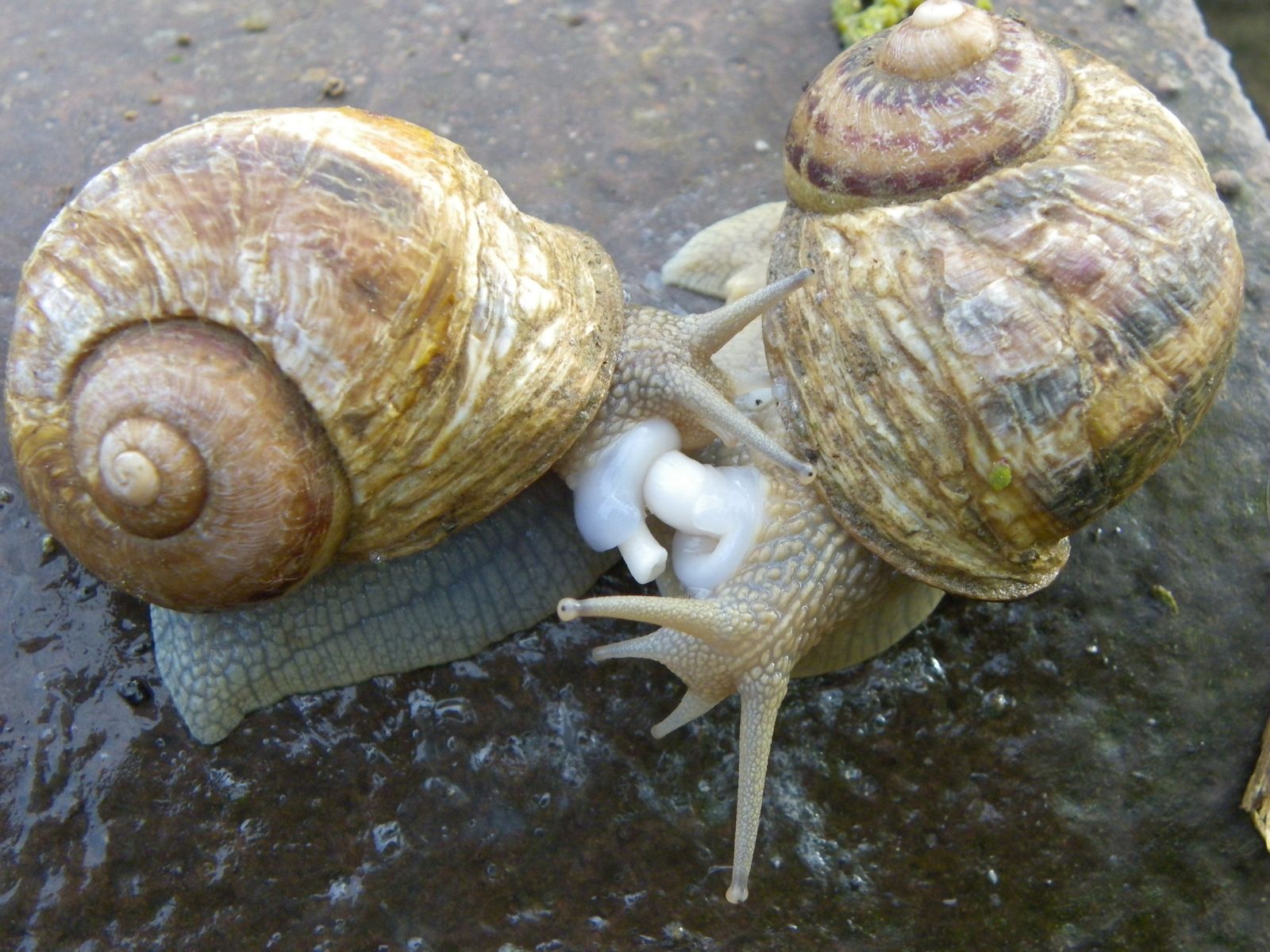 ACCOUPLEMENT D'ESCARGOTS - Le blog de hermaphrodite
