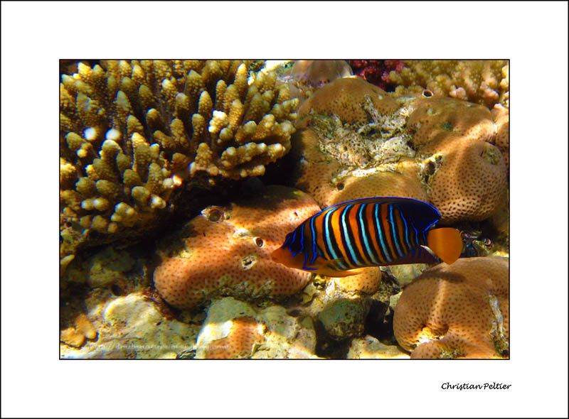 Album - Poisson de la mer rouge - doubs nature