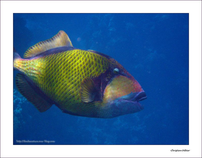 Album - Poisson de la mer rouge - doubs nature