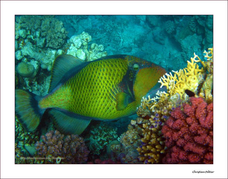 Album - Poisson de la mer rouge - doubs nature