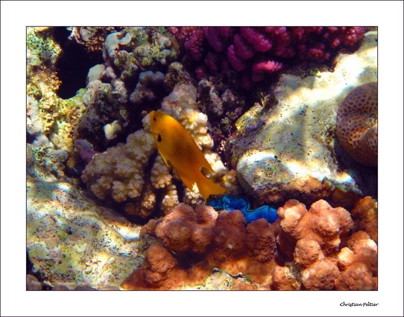 Album - Poisson de la mer rouge - doubs nature