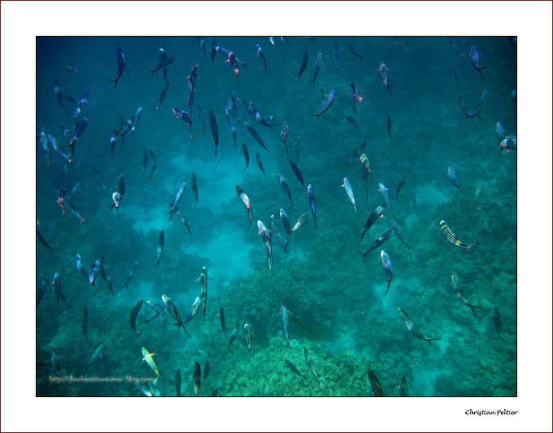 Album - Poisson de la mer rouge - doubs nature