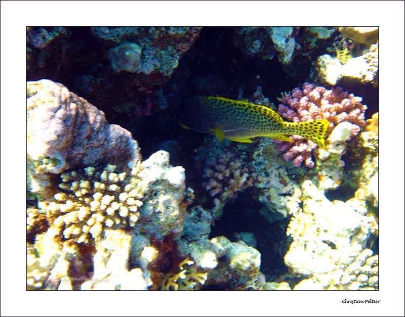 Album - Poisson de la mer rouge - doubs nature