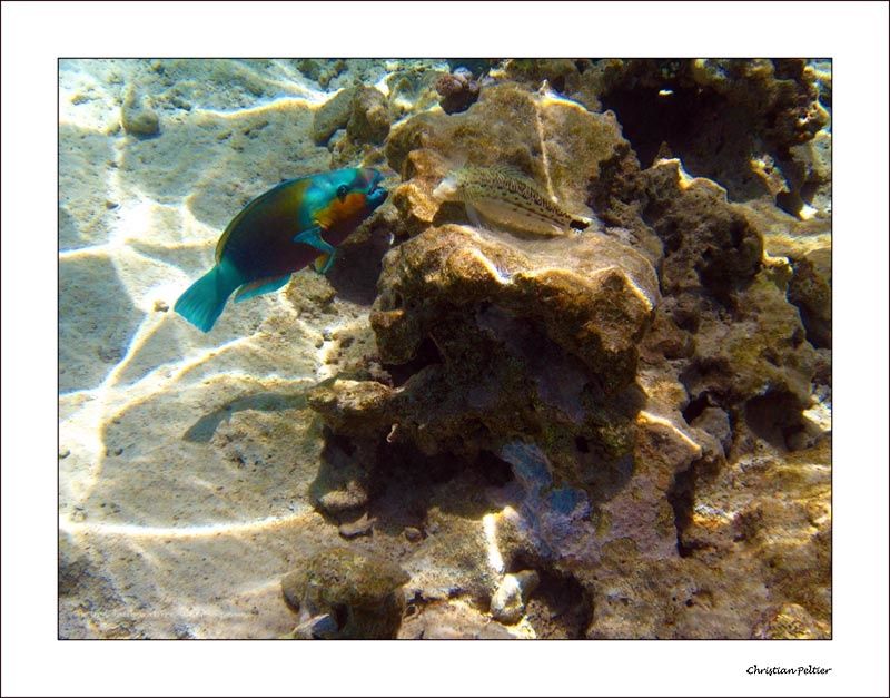 Album - Poisson de la mer rouge - doubs nature