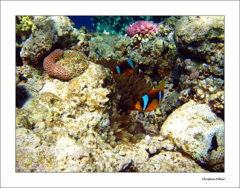 Album - Poisson de la mer rouge - doubs nature