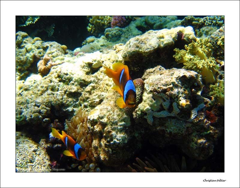 Album - Poisson de la mer rouge - doubs nature