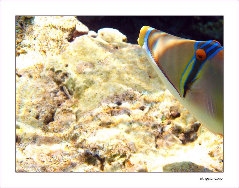 Album - Poisson de la mer rouge - doubs nature