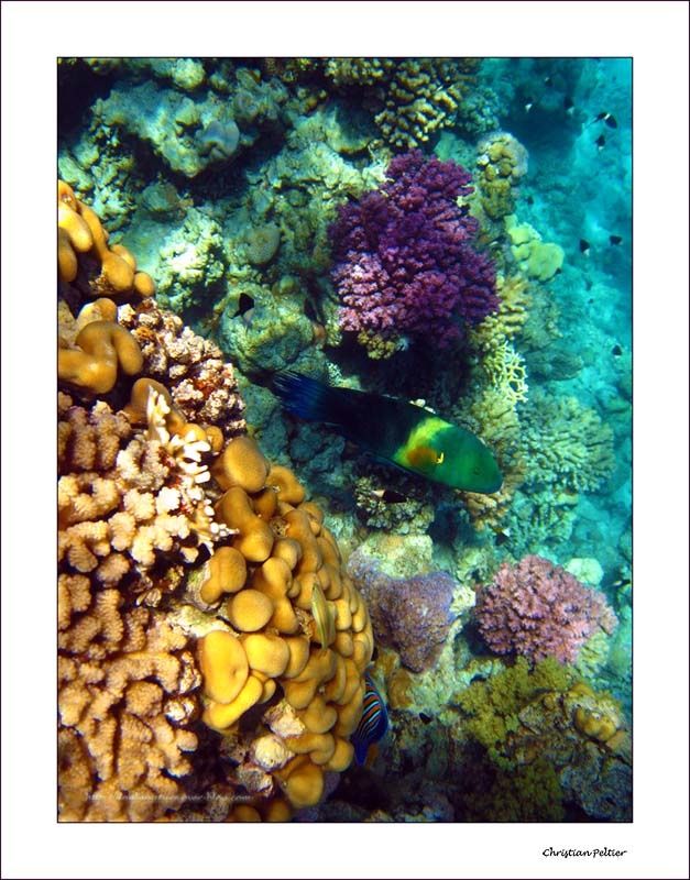 Album - Poisson de la mer rouge - doubs nature