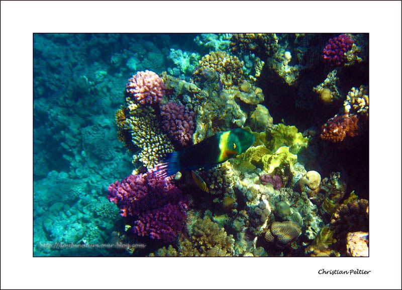 Album - Poisson de la mer rouge - doubs nature