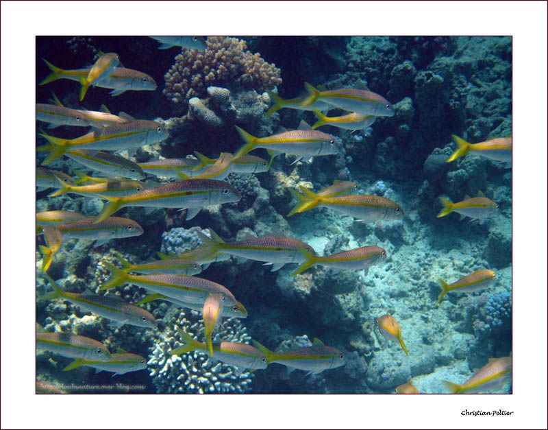 Album - Poisson de la mer rouge - doubs nature
