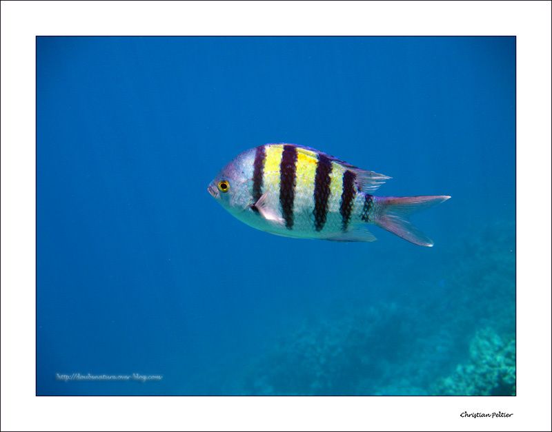 Album - Poisson de la mer rouge - doubs nature