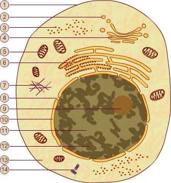 l'ultrastructure de la cellule animale - Le blog d'Edith Magre