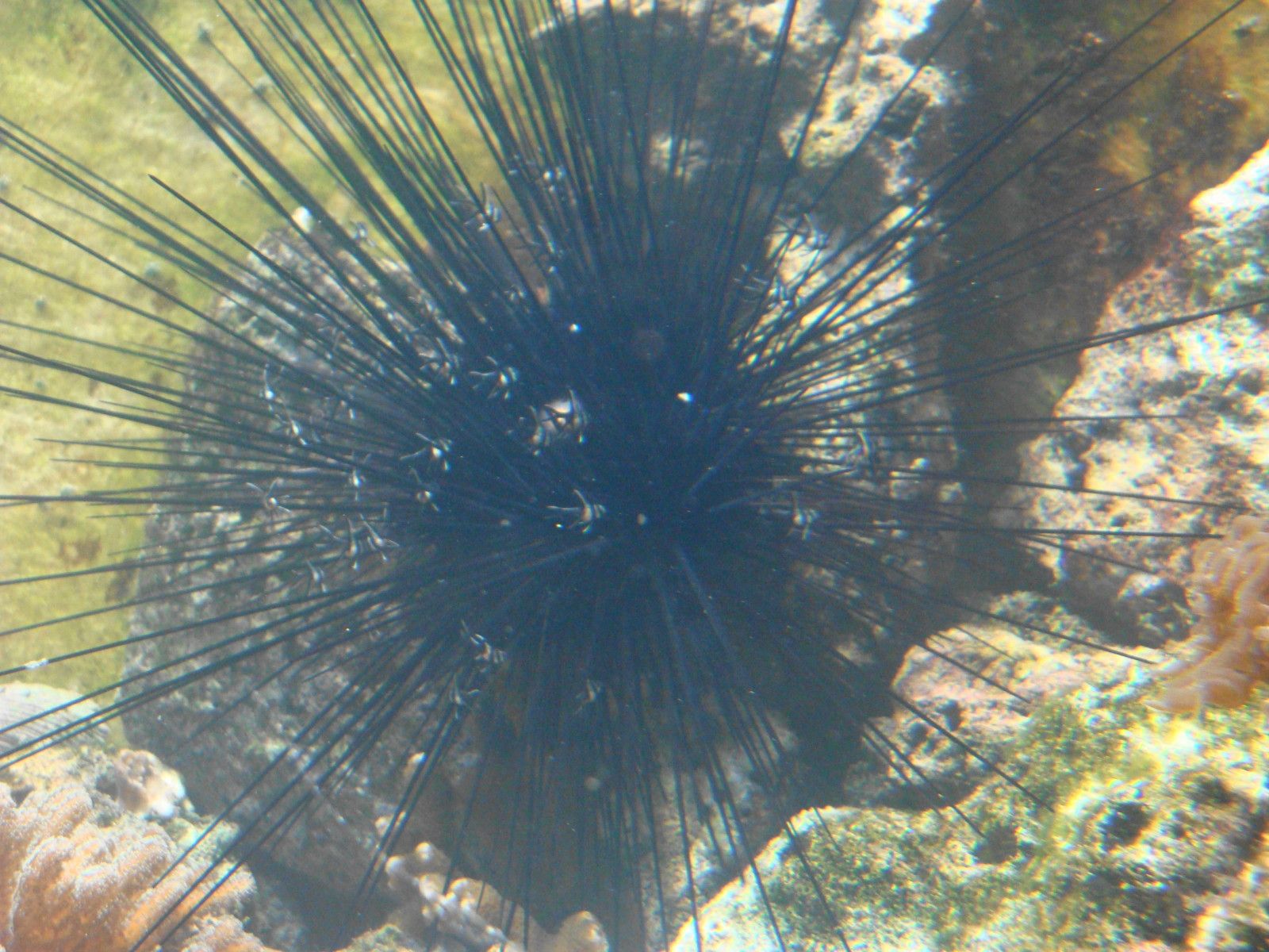 La bonne entente entre l'oursin diadème et les bébés apogons. - Le blog ...