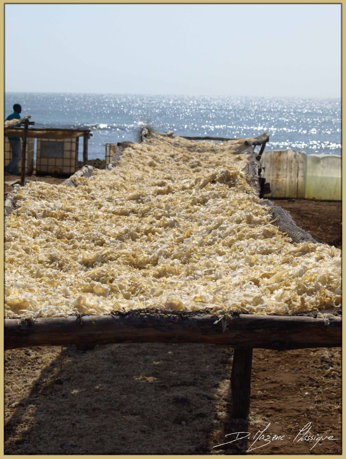 Algues rouges & algues blanches - Les déclics de Delphine