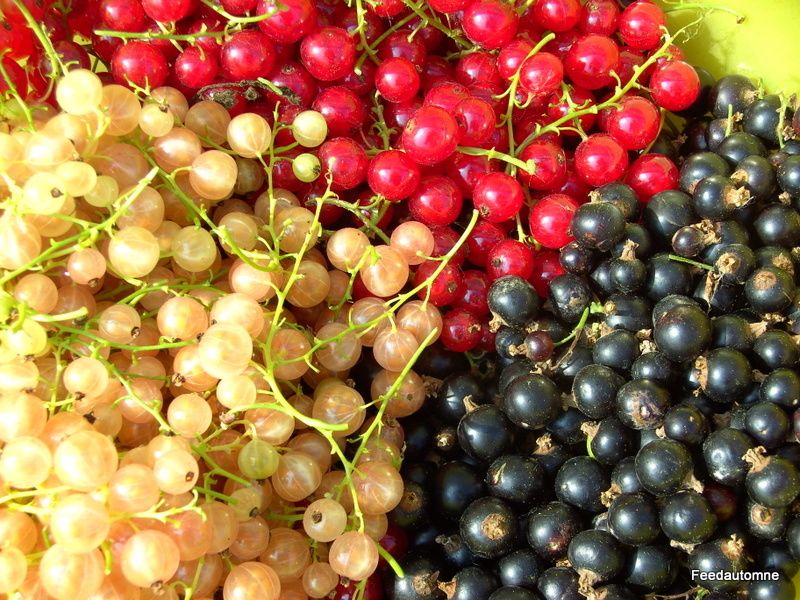 Le jardin, c'est notre première destination de vacances ! - Le blog de ...