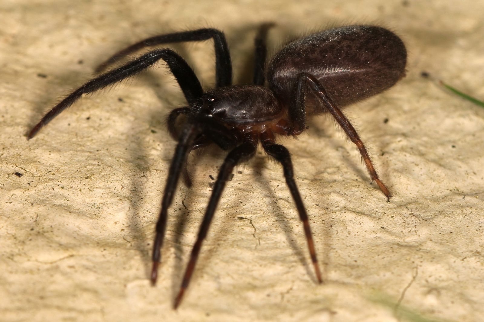 La Ségestrie florentine - Le blog de jean-yves cordier