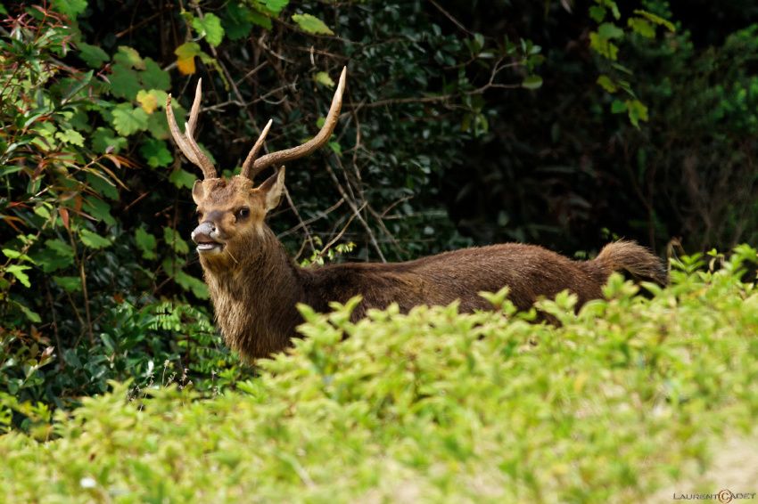 Le Cerf de Java « Cervus timorensis rusa » - Les Archers des Mascareignes