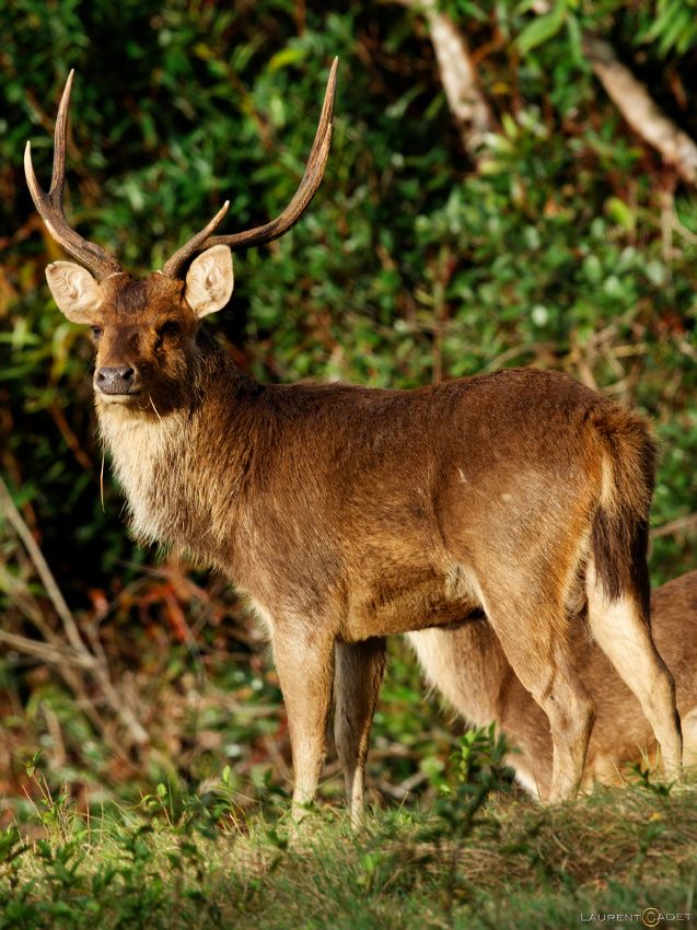 Le Cerf de Java « Cervus timorensis rusa » - Les Archers des Mascareignes