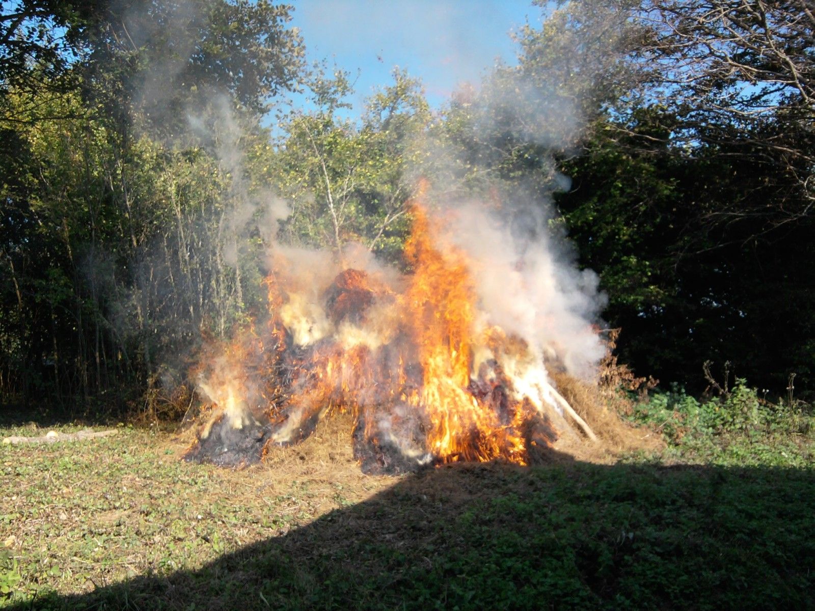 Défrichage - Le blog de fred